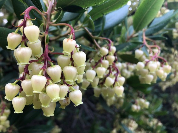 Snapshots: Under The Corbezzolo Tree | My Sardinian Life